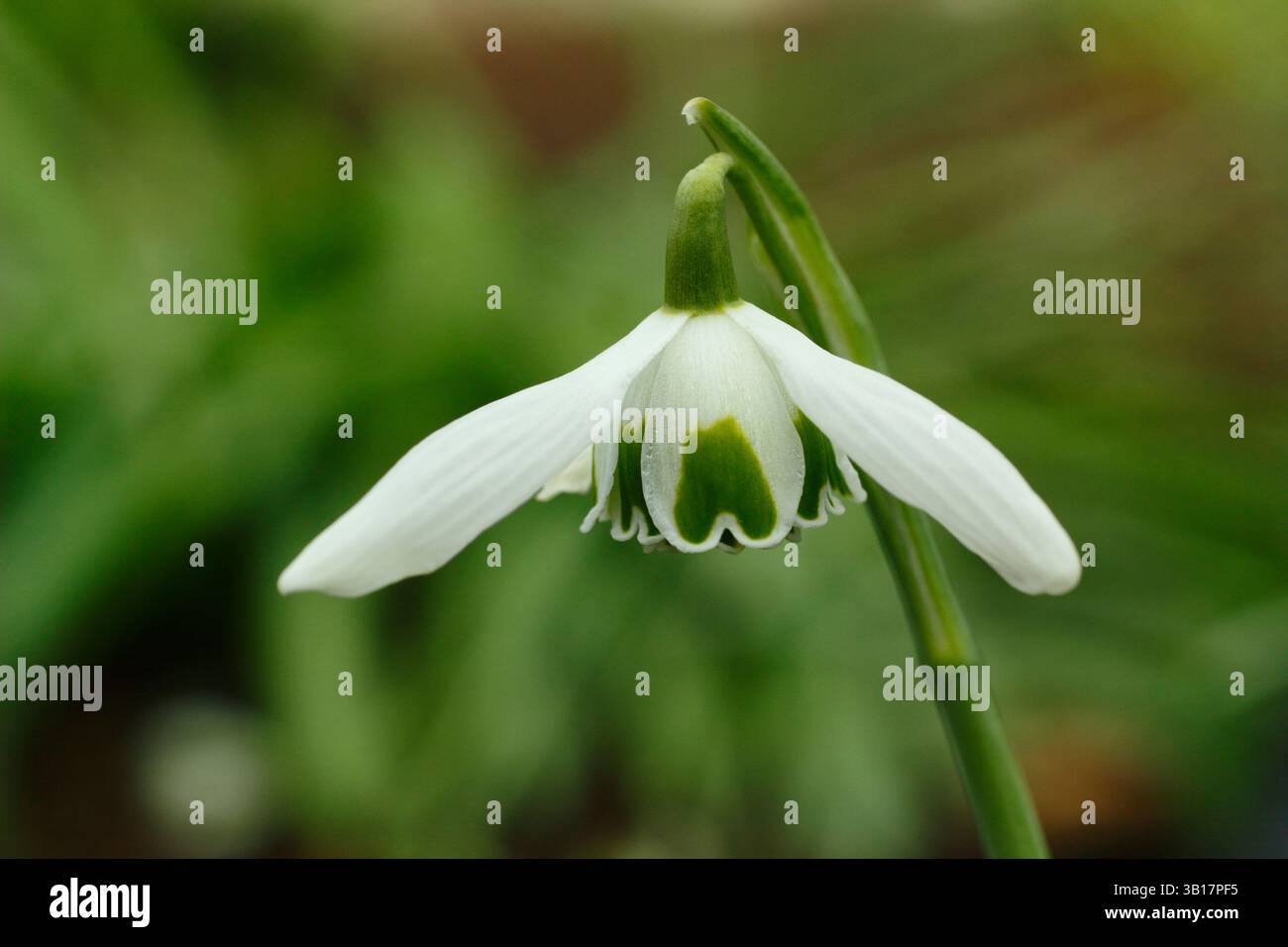 Hippolyta hi-res stock photography and images - Alamy