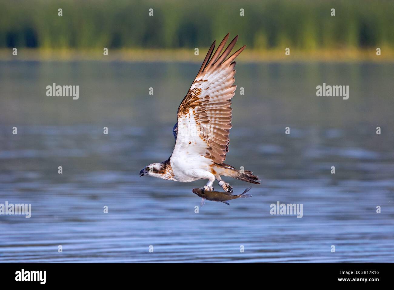 Western osprey (Pandion haliaetus) catching fish in its talons from ...