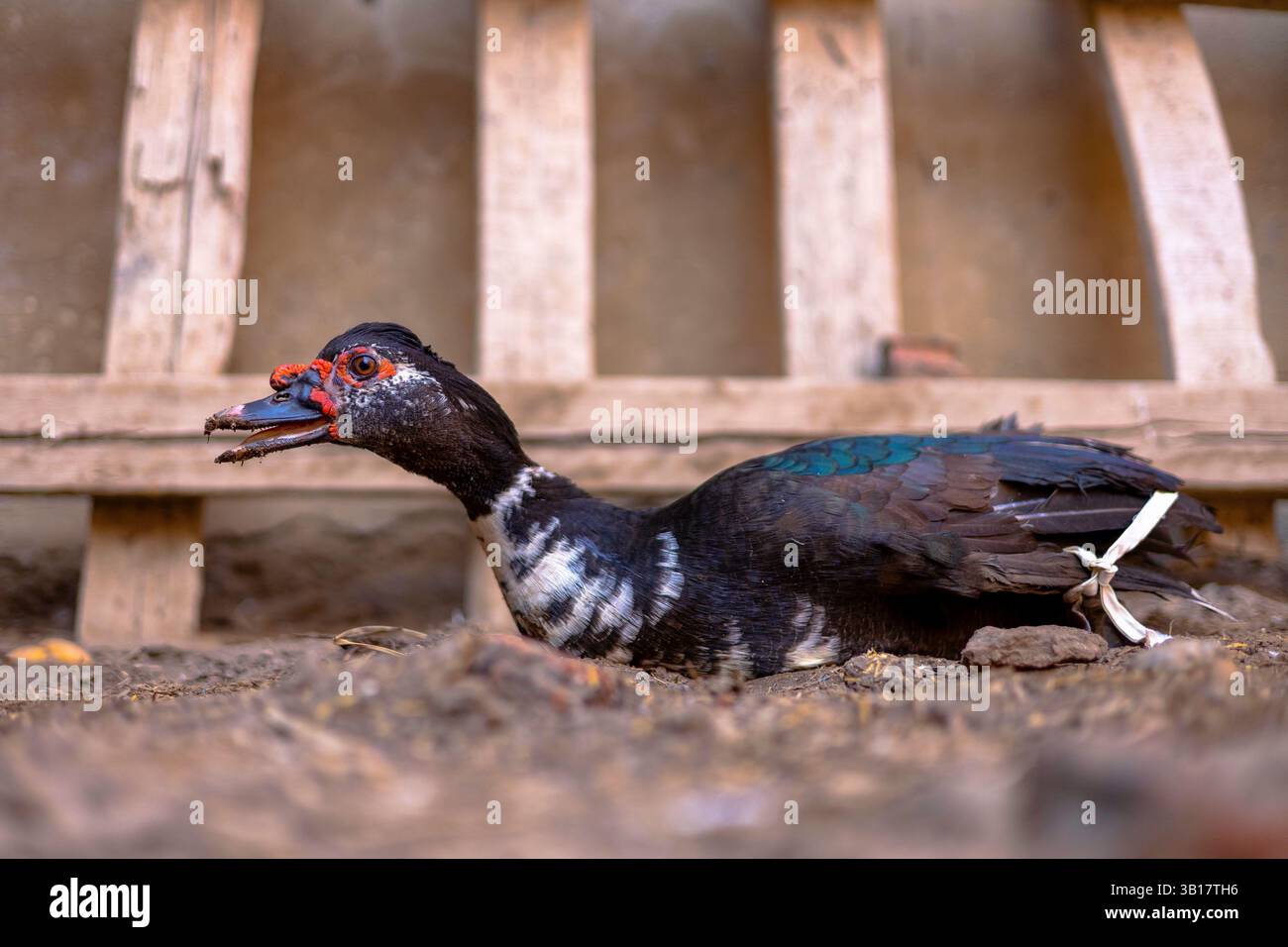 Black Muscovy Duck Resting on Ground with Open Beak in Farmyard Stock ...