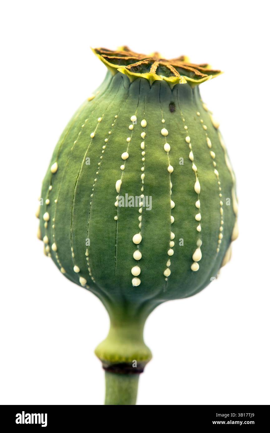 Detail of opium poppy head, in latin papaver somniferum, immature poppy ...