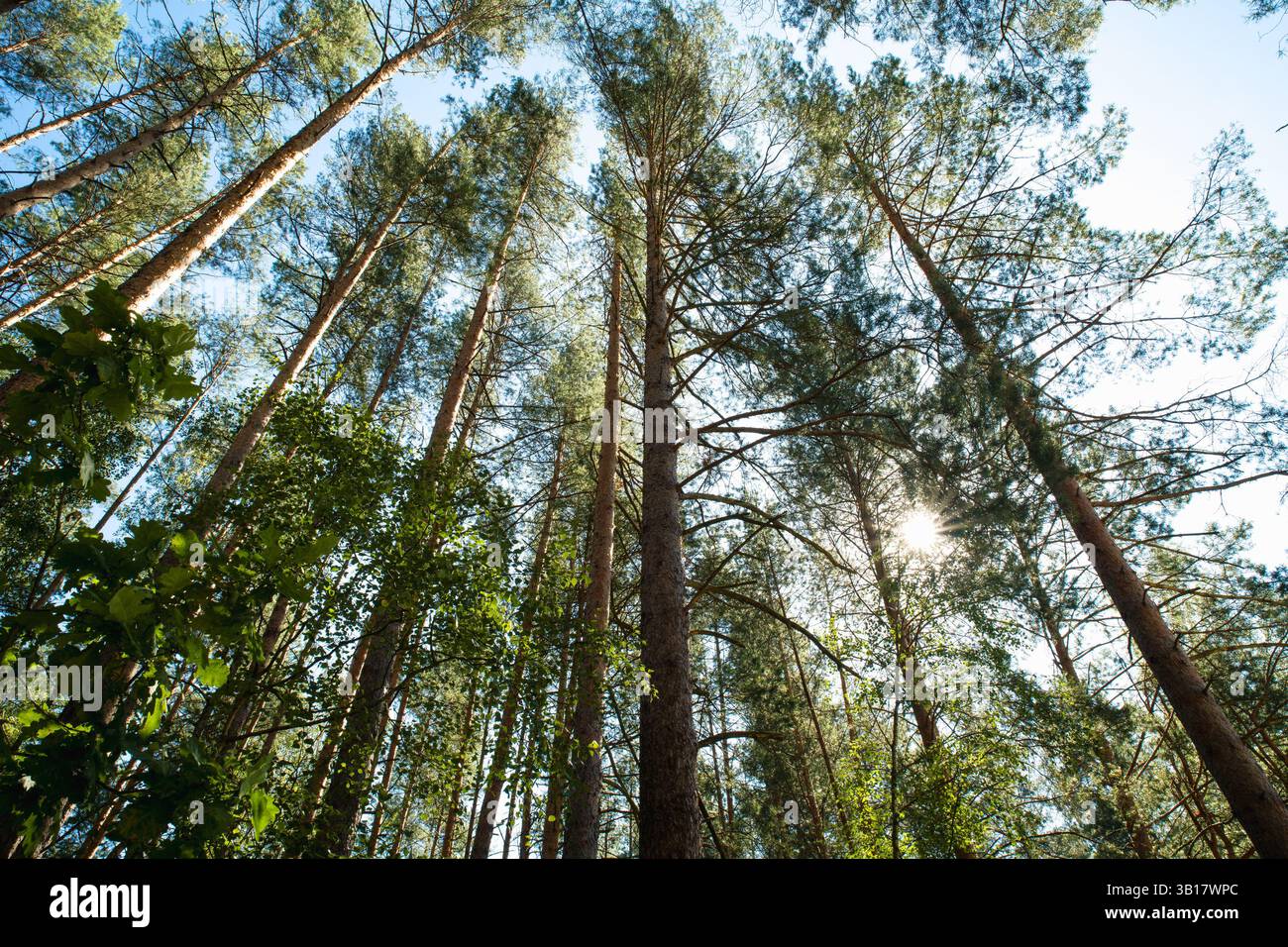 Green forest trees sun hi-res stock photography and images - Alamy