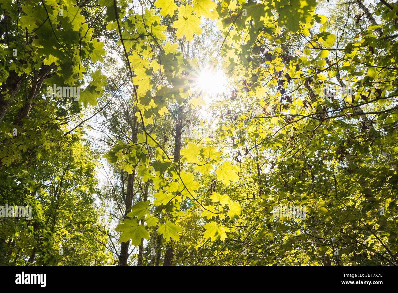 Bright natural shining sun hi-res stock photography and images - Alamy