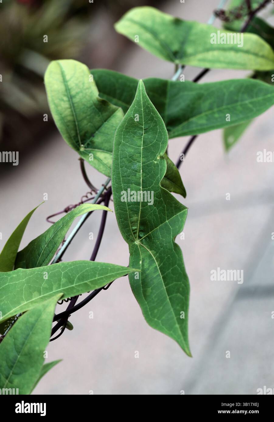 Bat Leaved Passion Flower or Wild Sweet Calabash, Passiflora coriacea ...