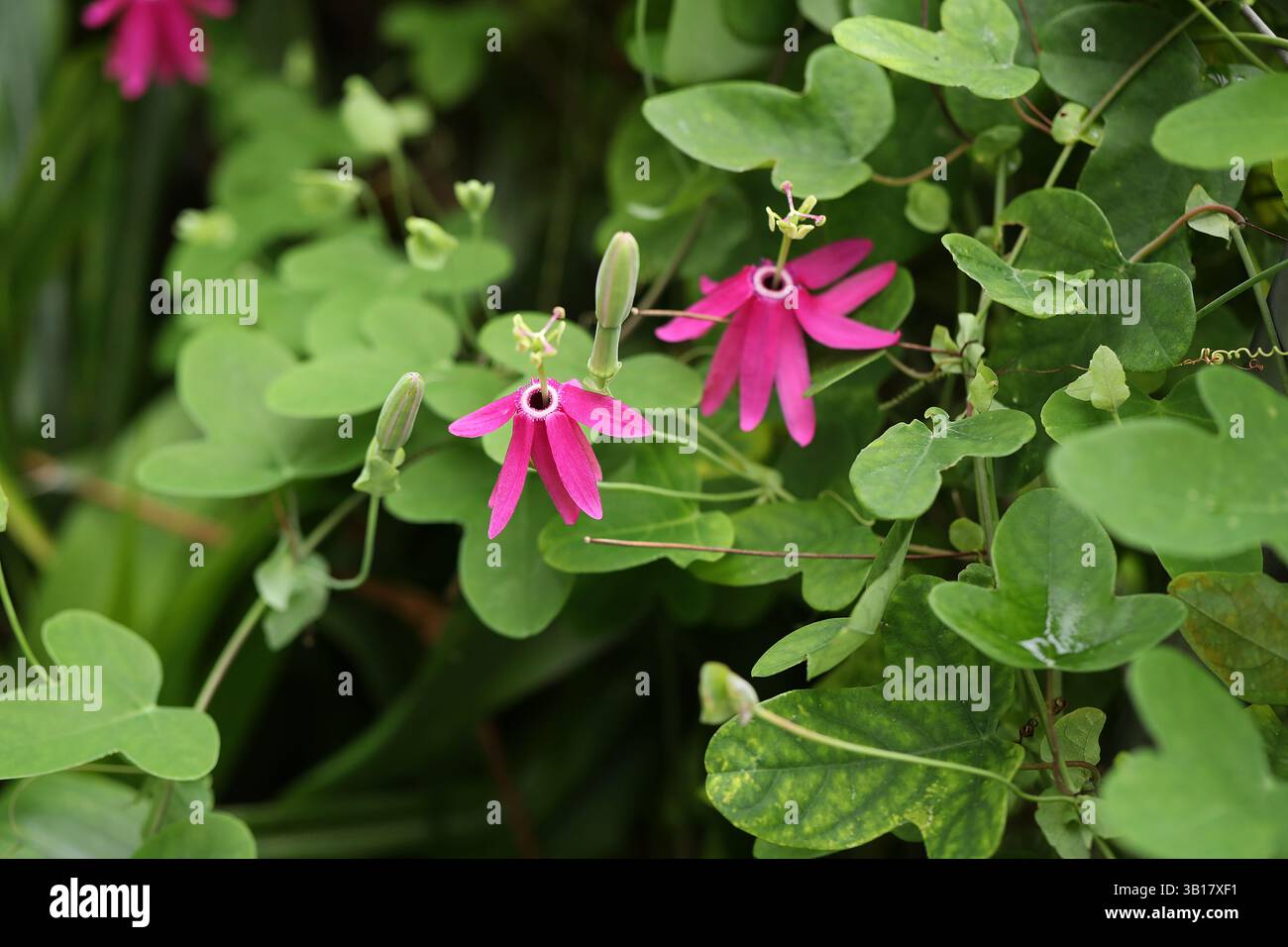 Passiflora reflexiflora, Passifloraceae. Ecuador, South America. Syn ...