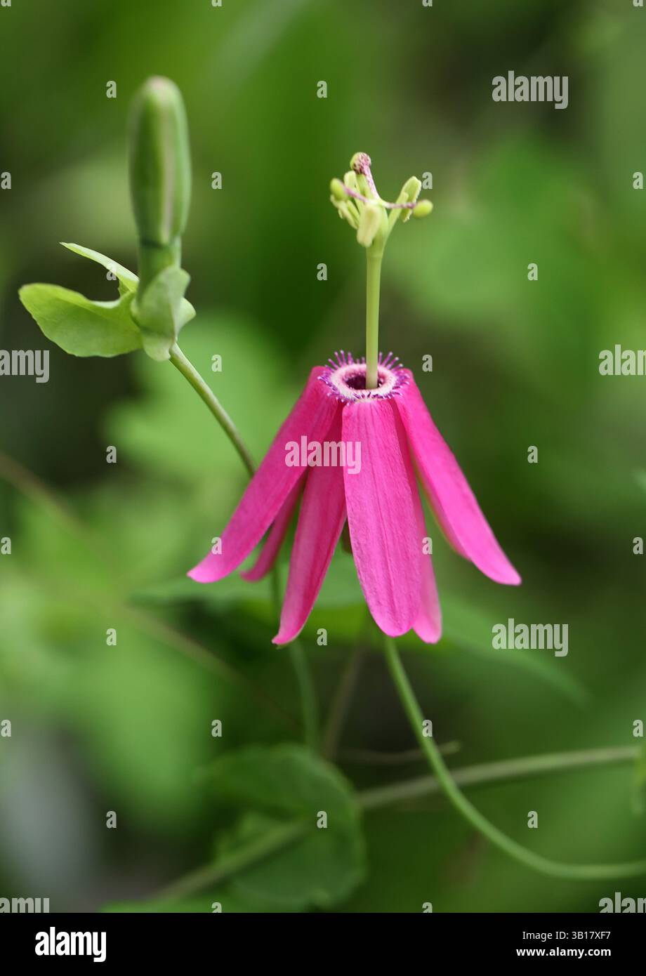 Passiflora reflexiflora, Passifloraceae. Ecuador, South America. Syn ...
