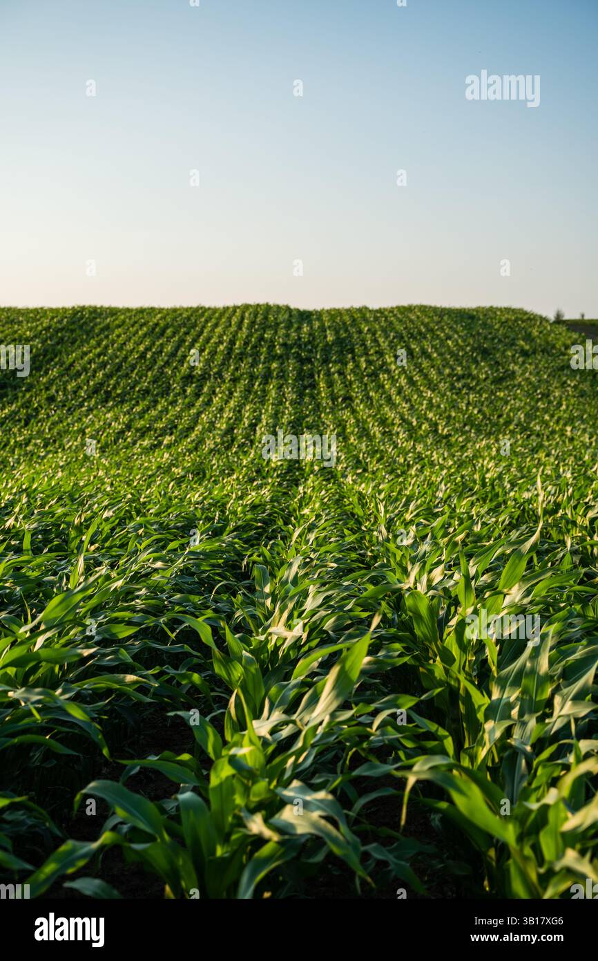 A vast field of corn growing on undulating terrain. The soft curves of the rows emphasize ...