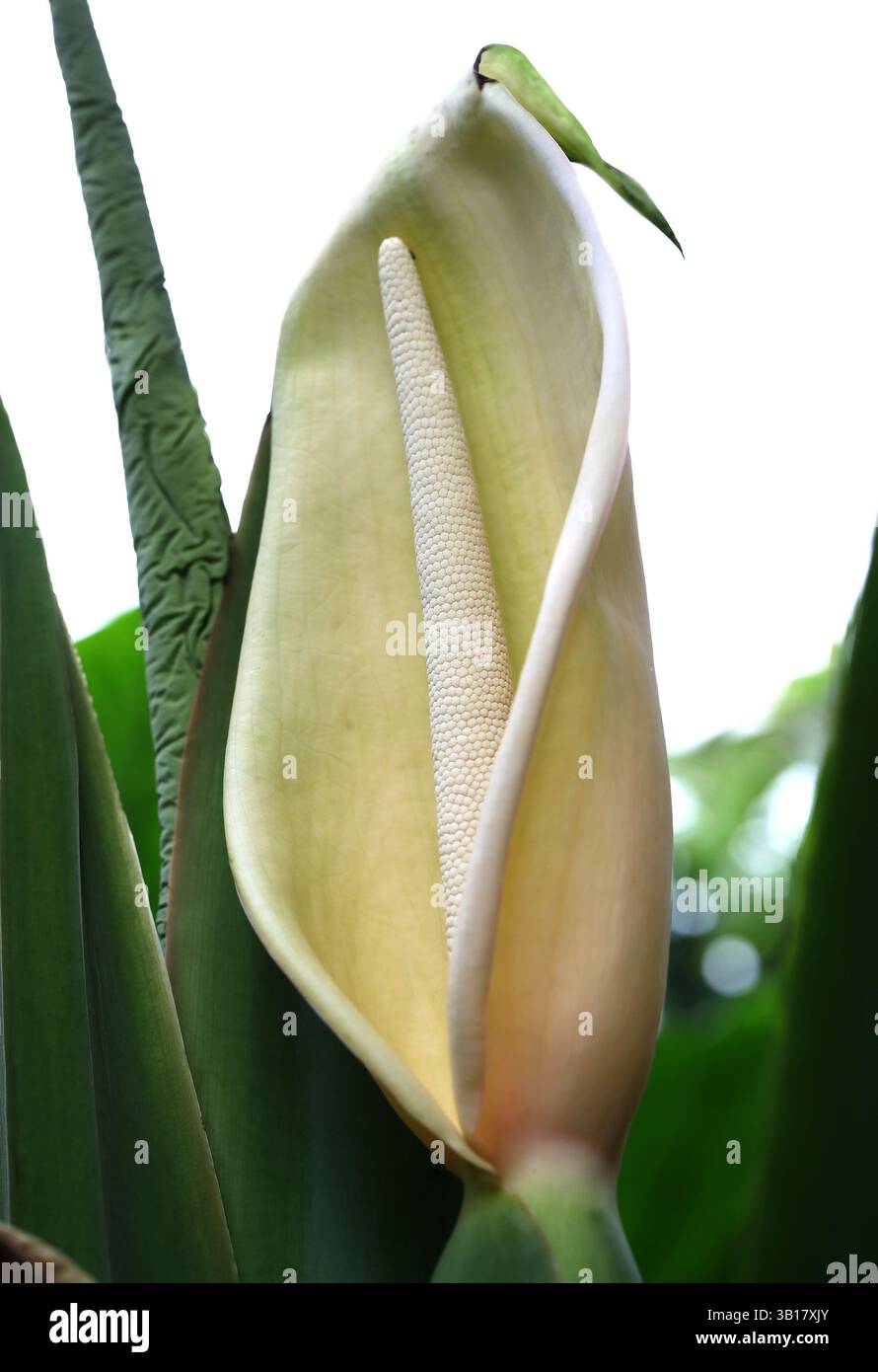 Tannia or Cocoyam, Xanthosoma sagittifolium, Araceae. South America ...