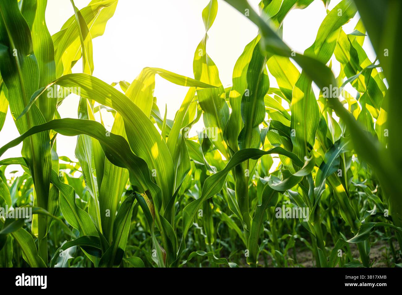 A close upward perspective showing green corn stalks and leaves ...