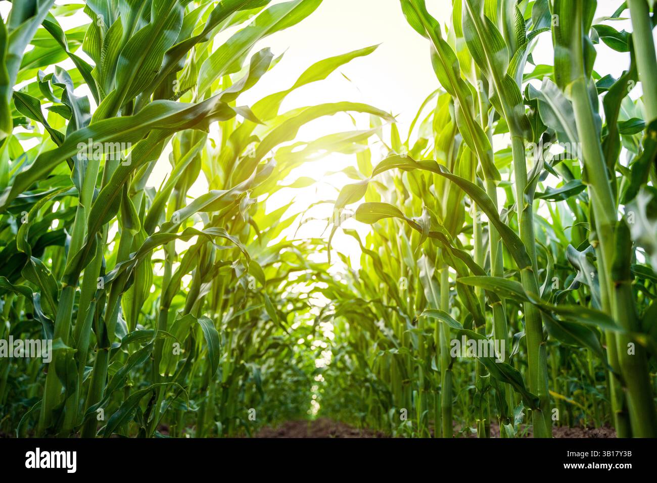 Symmetrical view of corn plants cultivated in parallel rows on ...