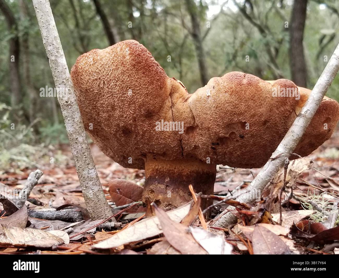 This is the porcini mushroom valued for its white flesh that does not ...