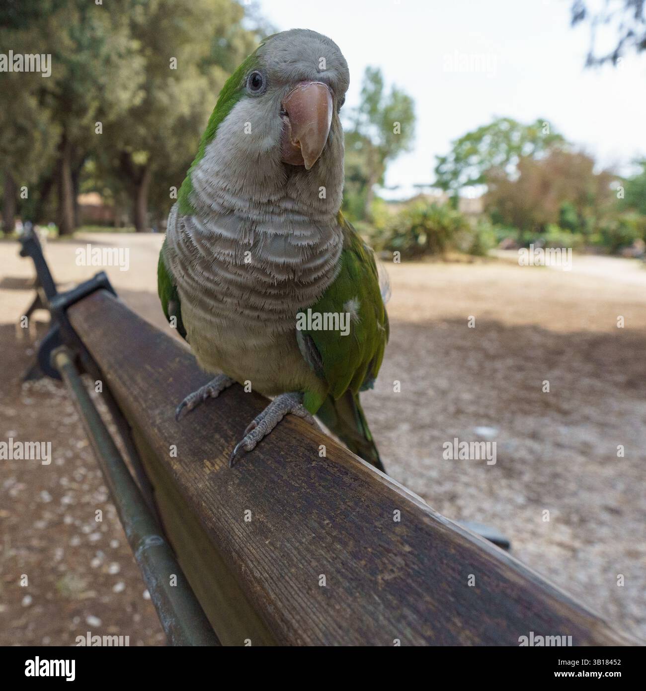 Quaker parrot hi-res stock photography and images - Alamy
