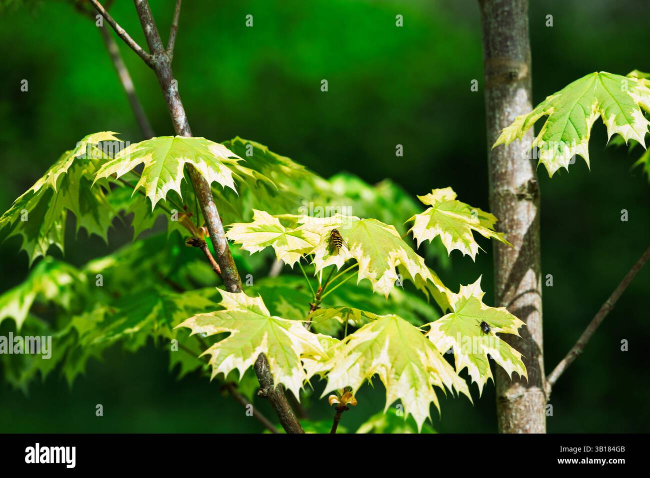Norway maple displays hi-res stock photography and images - Alamy