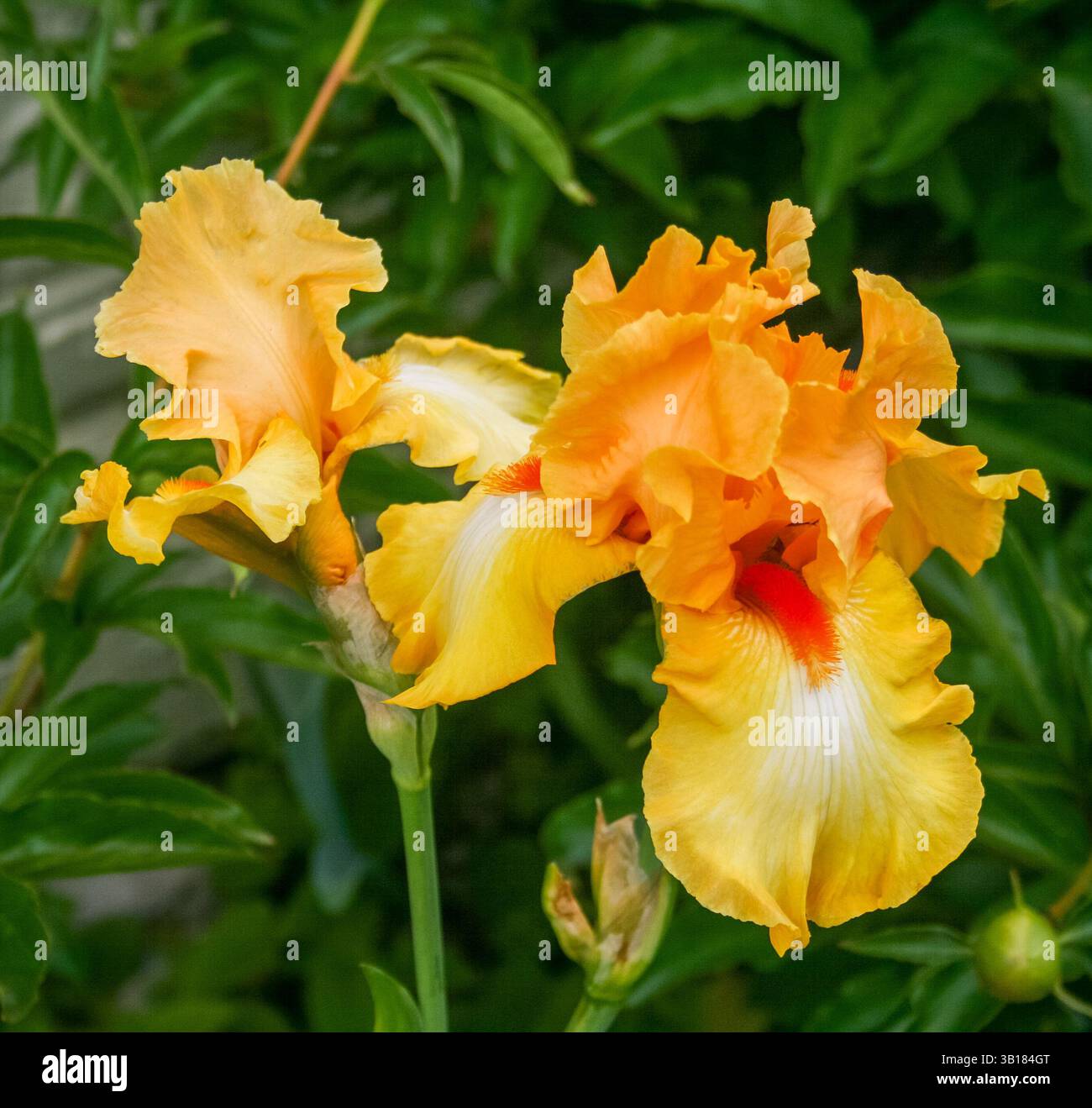 Double iris hi-res stock photography and images - Alamy