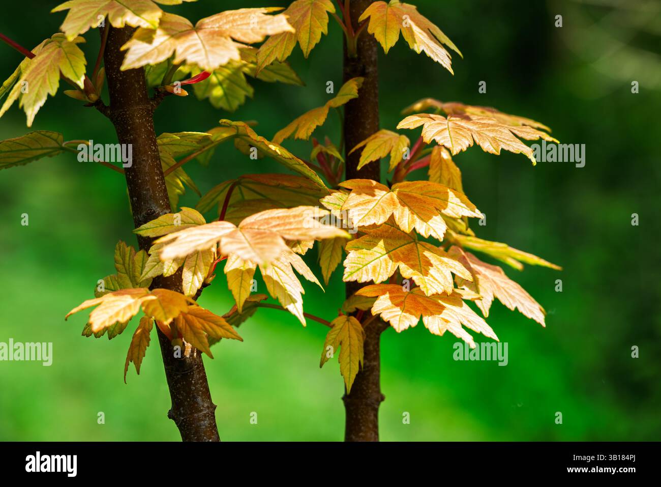 A young maple tree displays its vibrant, newly emerged leaves in spring ...