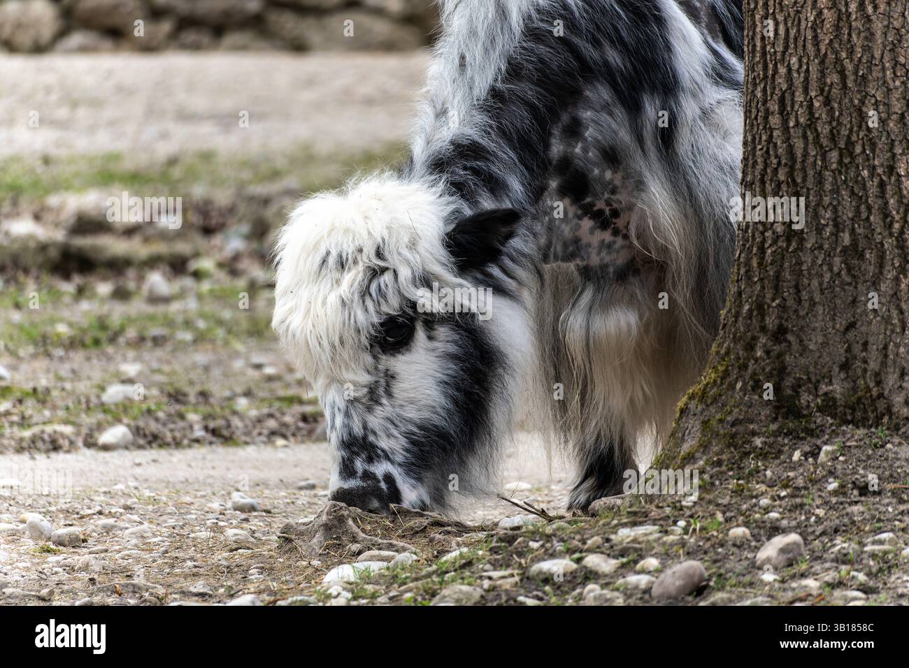 The domestic yak, Bos grunniens is a long-haired domesticated bovid ...