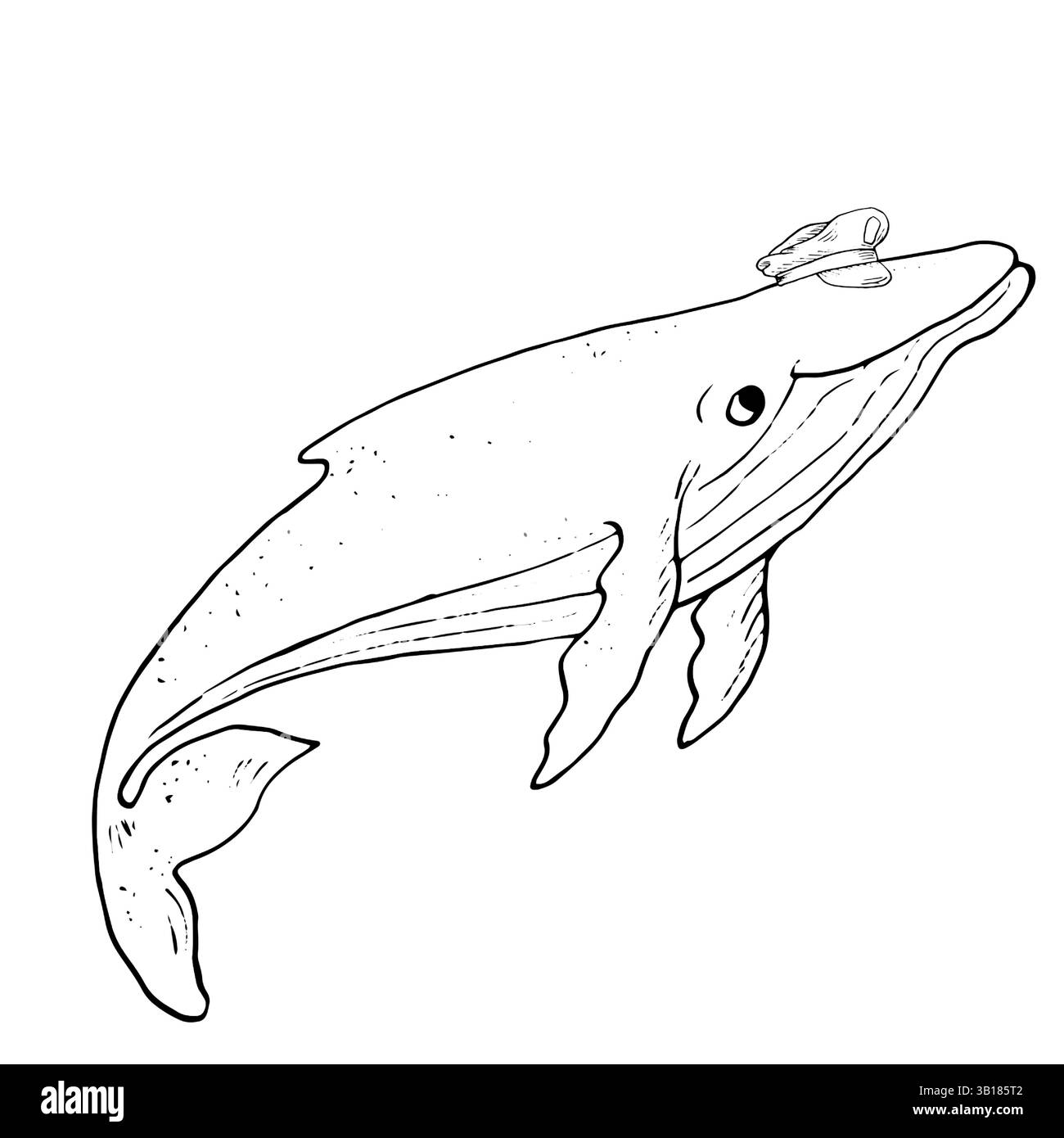 Humpback whale, black and white ink sketch. Vector illustration. Funny ...