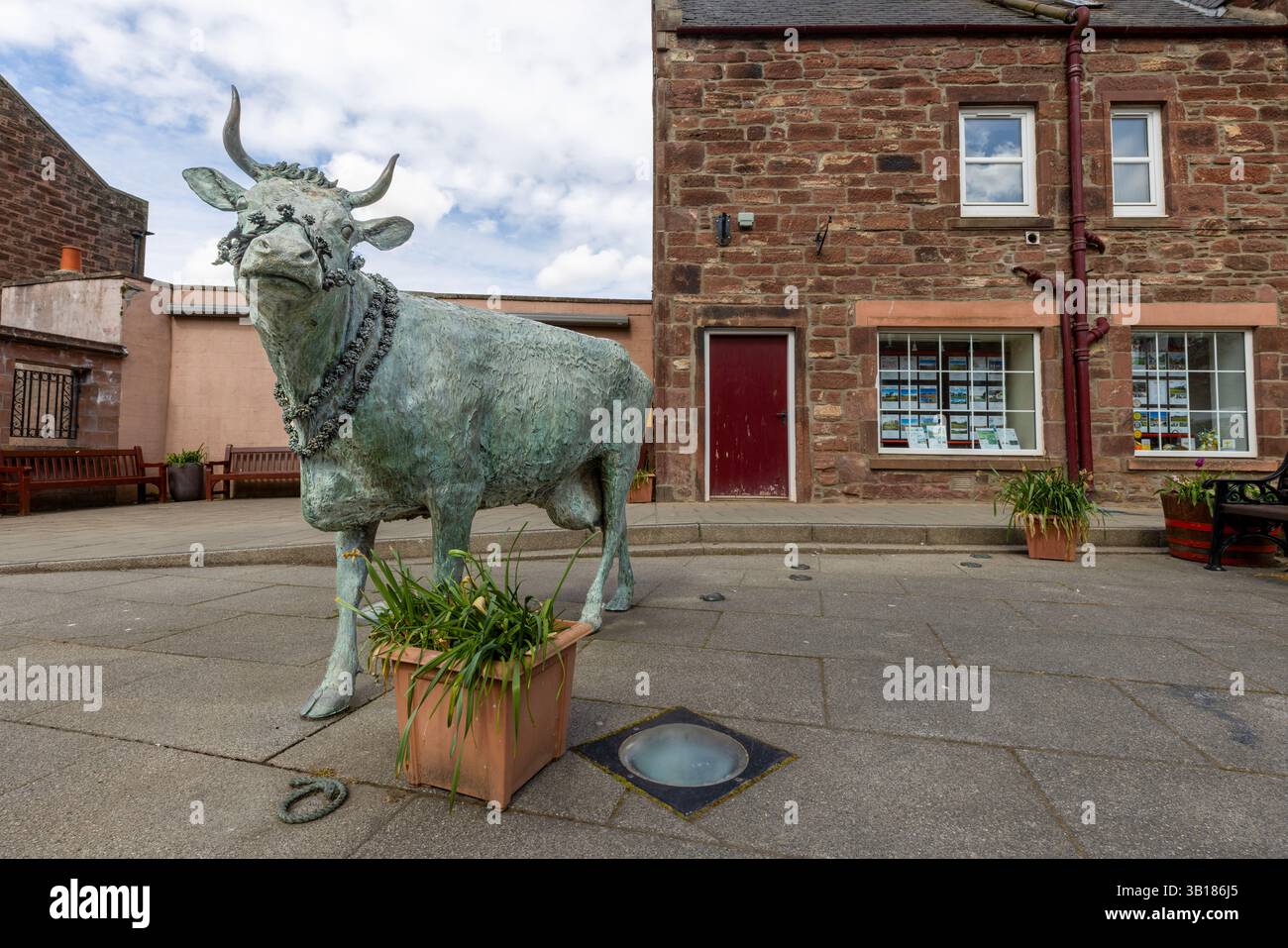 Ayrshire cow hi-res stock photography and images - Alamy