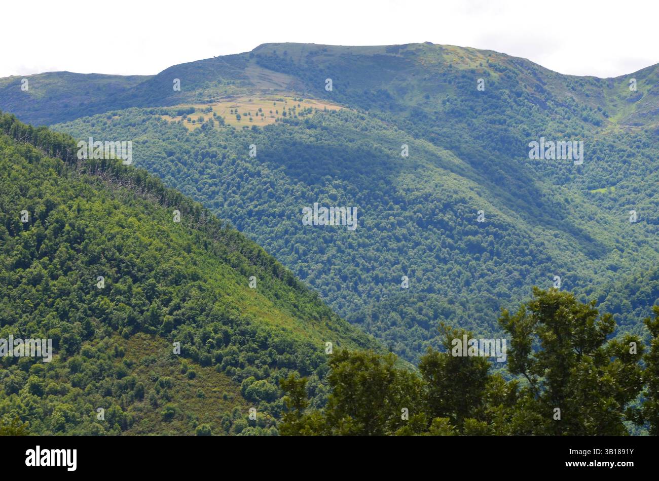 Deciduous forests in the Cantabrian Mountains range (Leon, Northern ...