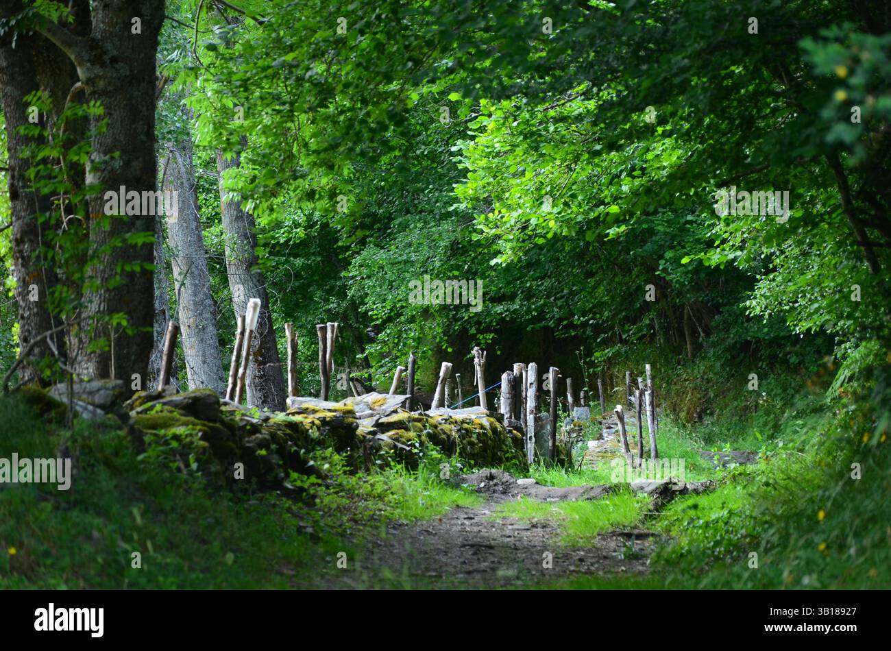 Deciduous forests in the Cantabrian Mountains range (Leon, Northern ...