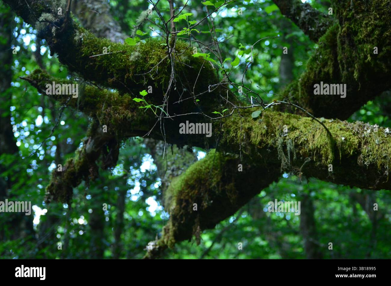 Deciduous forests in the Cantabrian Mountains range (Leon, Northern ...