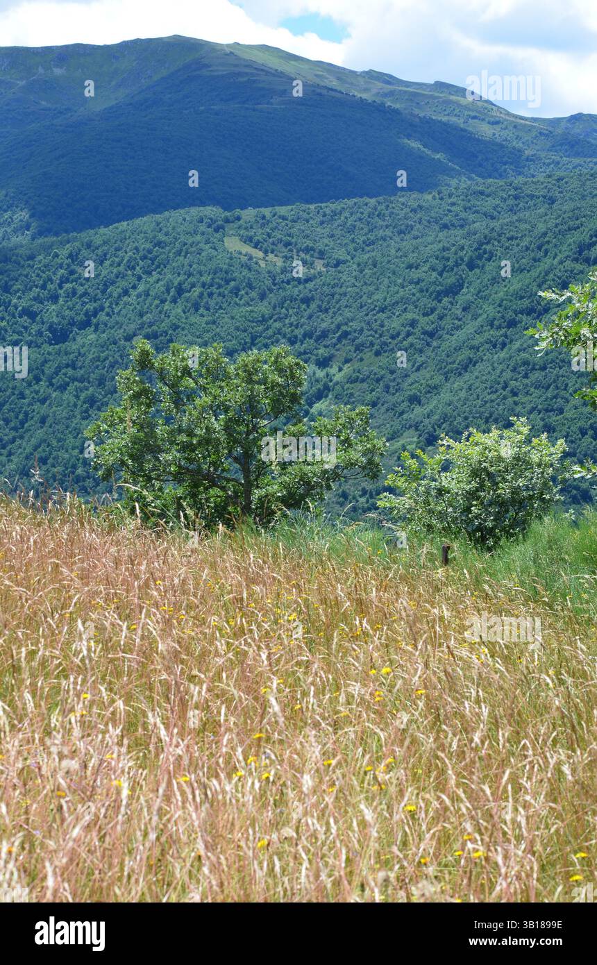 Deciduous forests in the Cantabrian Mountains range (Leon, Northern ...