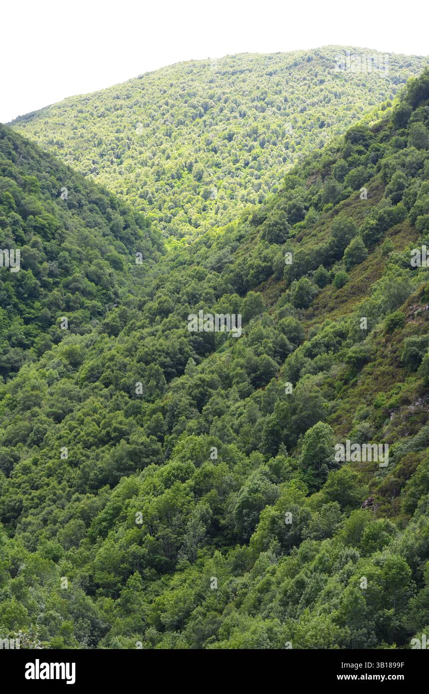 Deciduous forests in the Cantabrian Mountains range (Leon, Northern ...