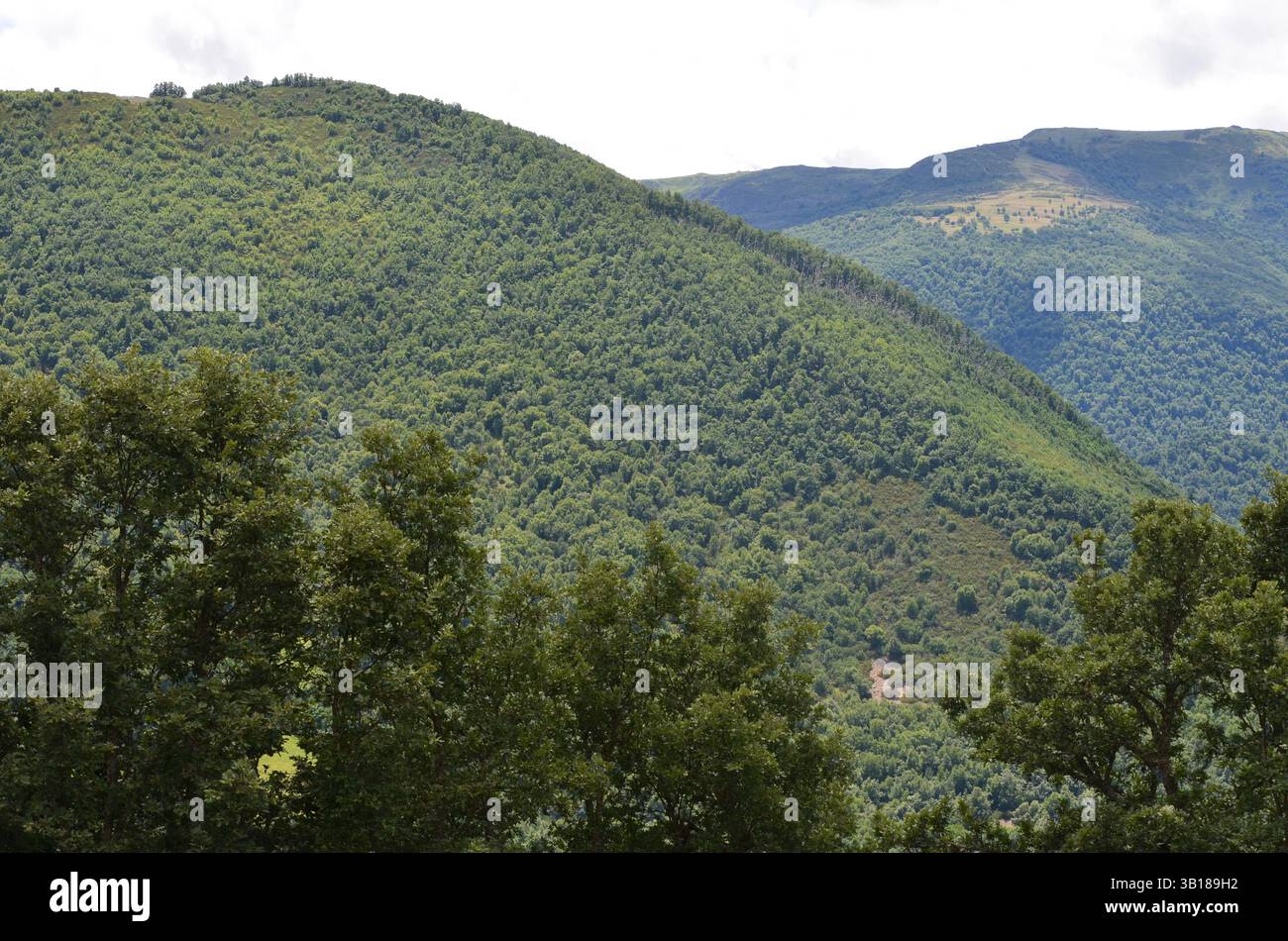 Deciduous forests in the Cantabrian Mountains range (Leon, Northern ...
