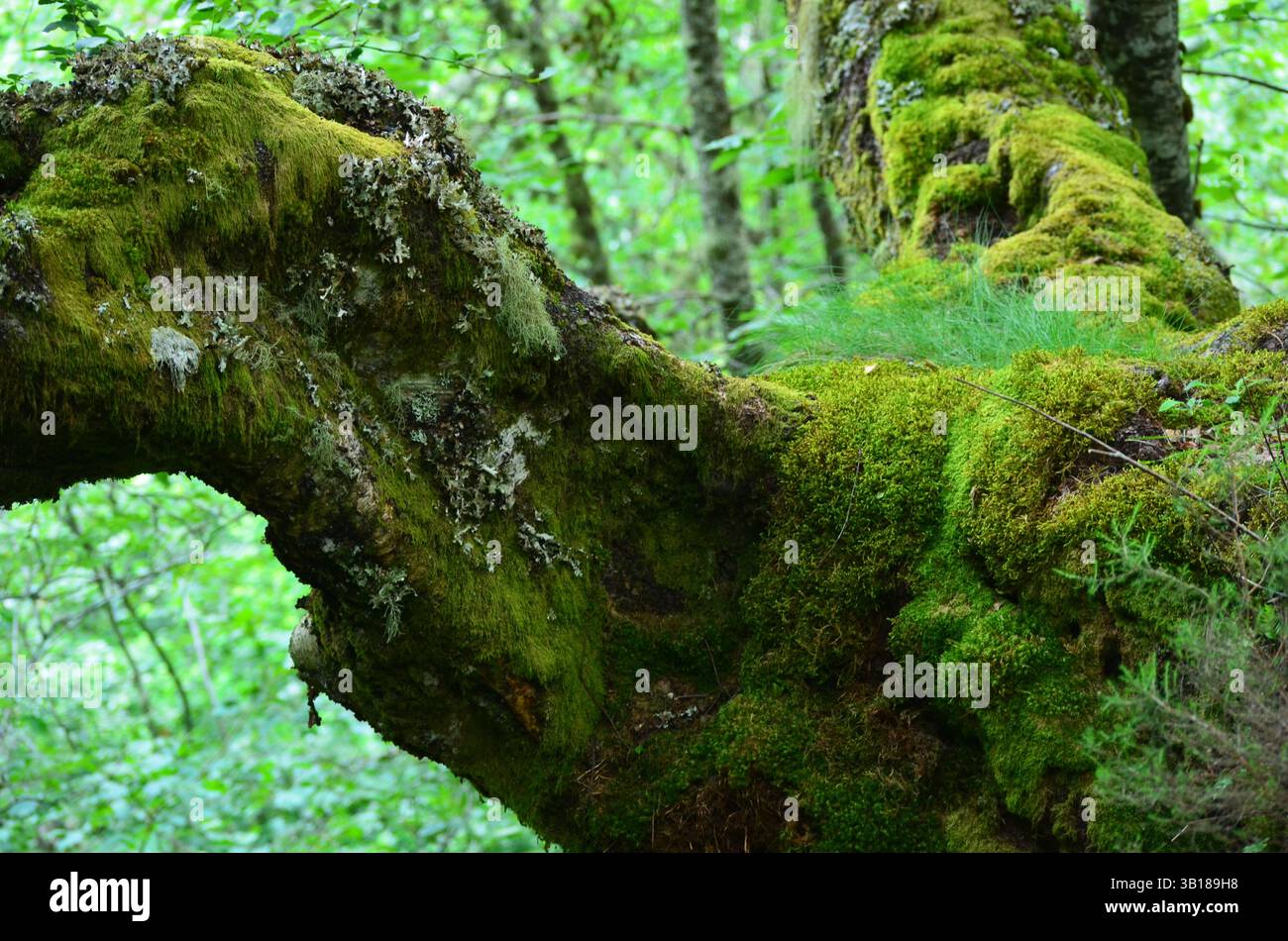 Deciduous forests in the Cantabrian Mountains range (Leon, Northern ...