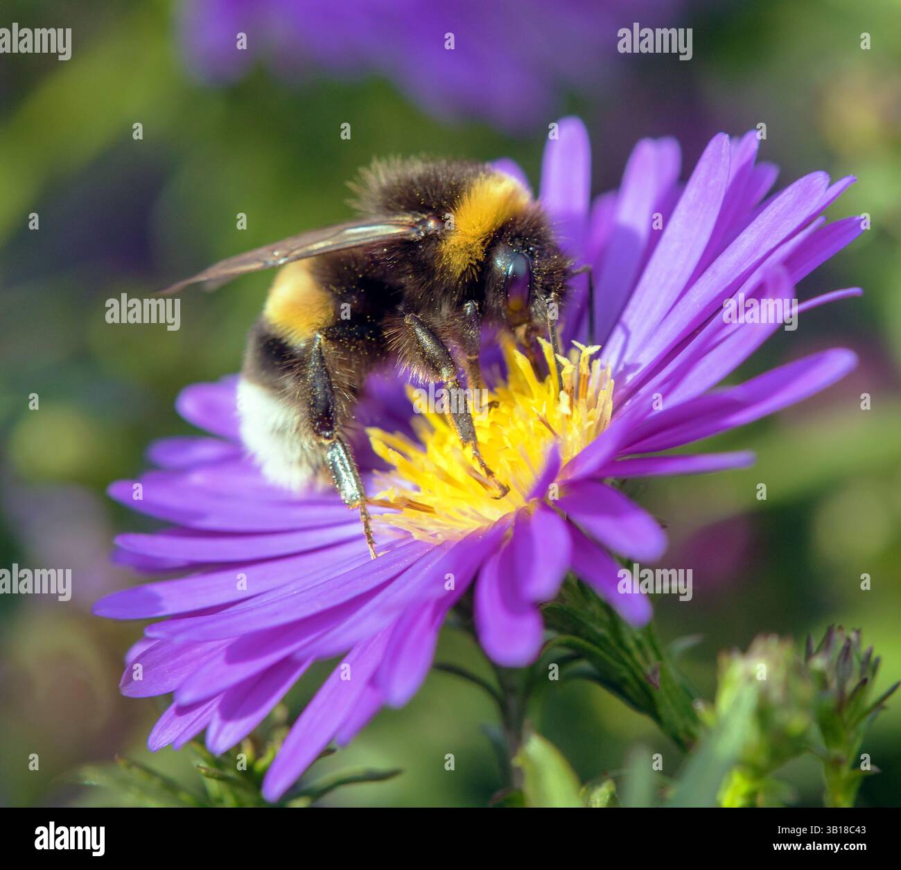 white-tailed bumblebee in Latin Bombus lucorum, sitting on the blue ...