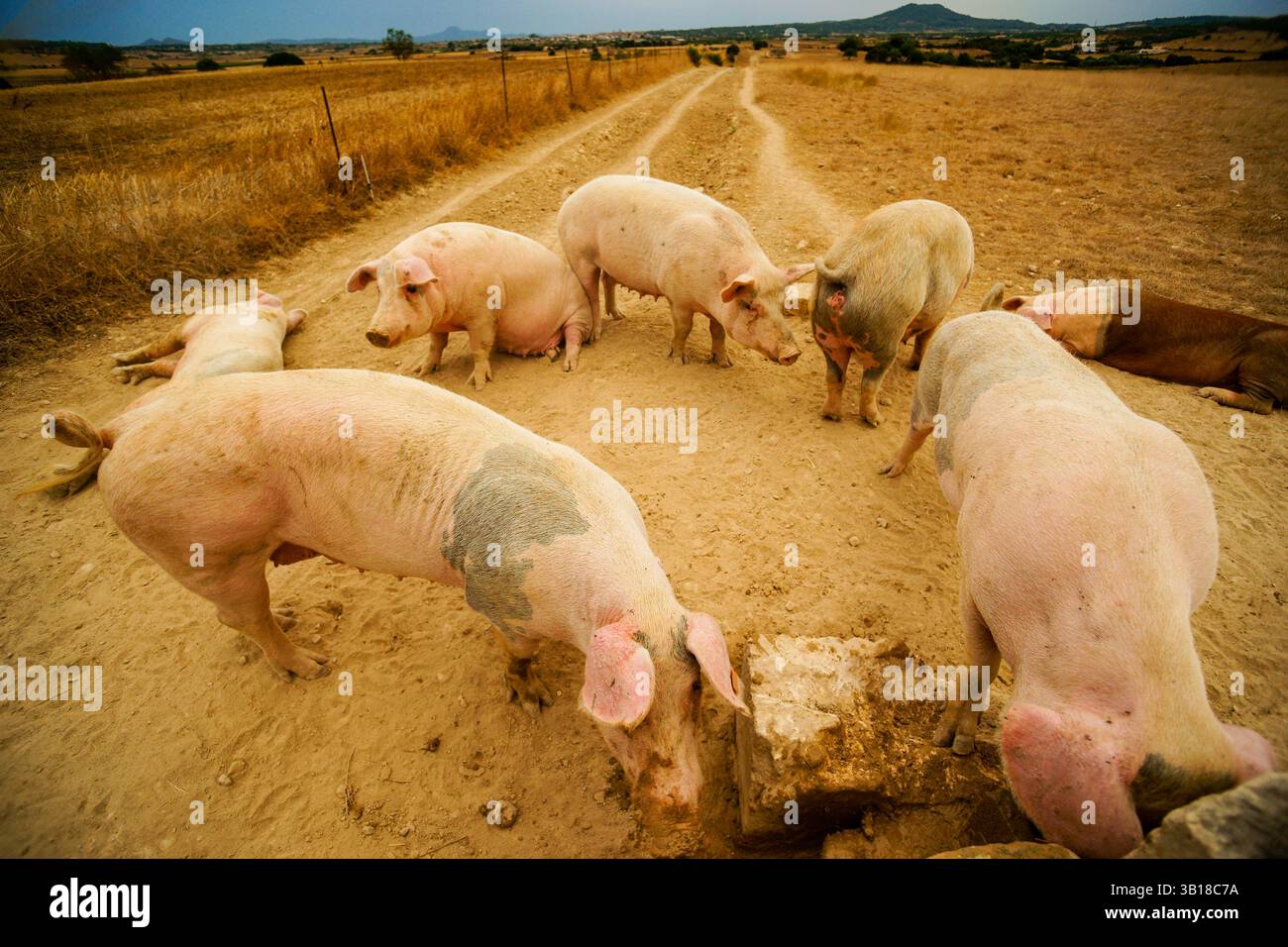 Pigs on islands hi-res stock photography and images - Alamy