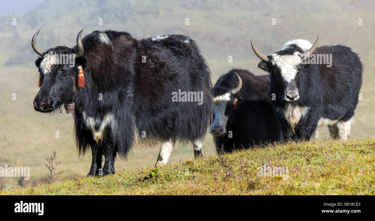 Group of yaks, Yak or dzo in Himalayas mountains in latin Bos mutus ...