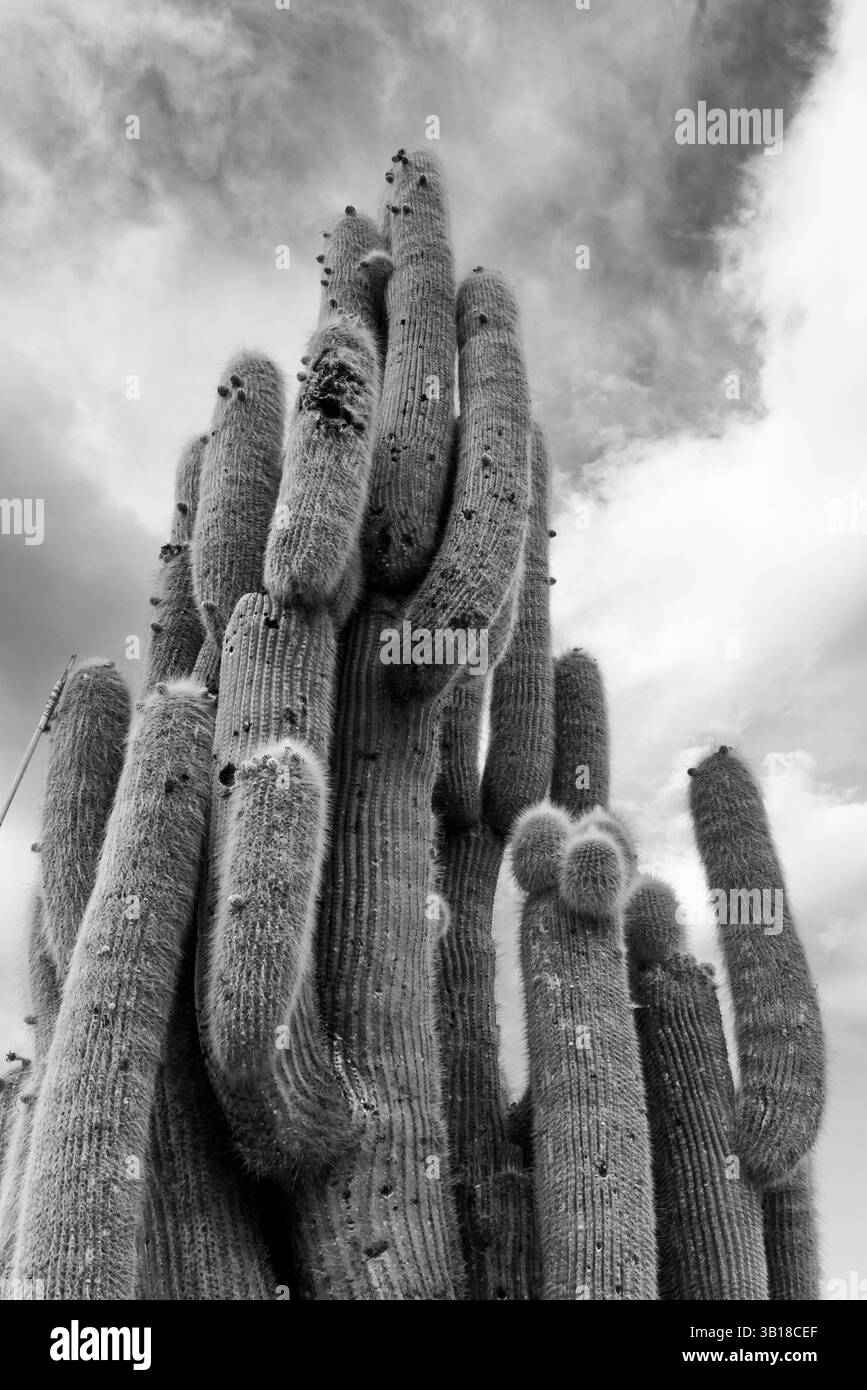 Endemic biodiversity Black and White Stock Photos & Images - Alamy