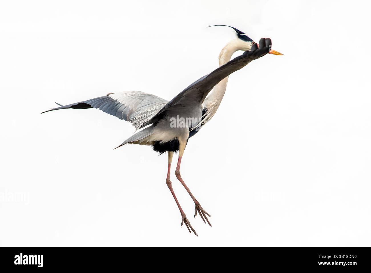 Birds landing on water Cut Out Stock Images & Pictures - Alamy