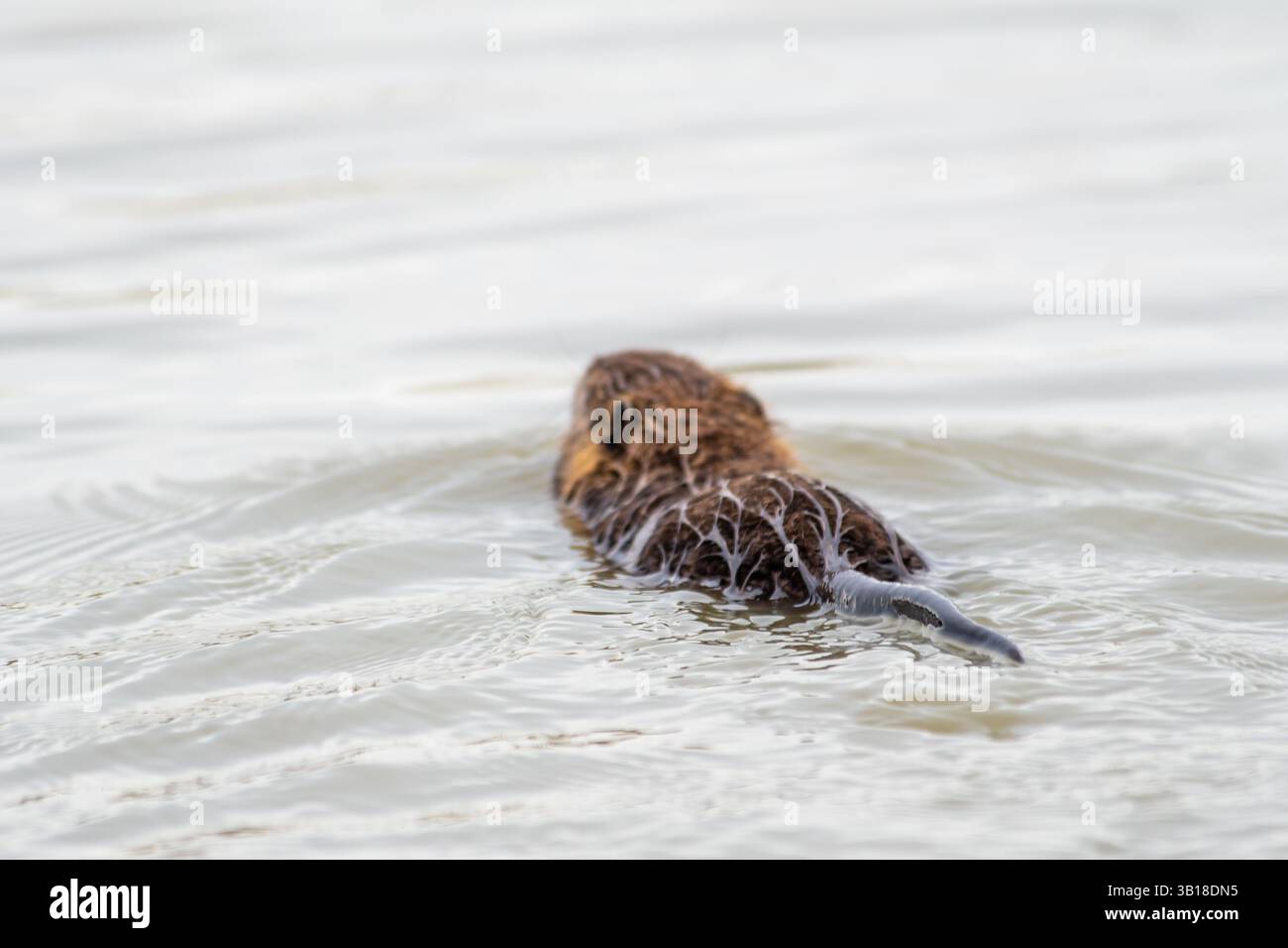 Ragondin (Myocastor coypus) swimming in the water, displaying its large ...