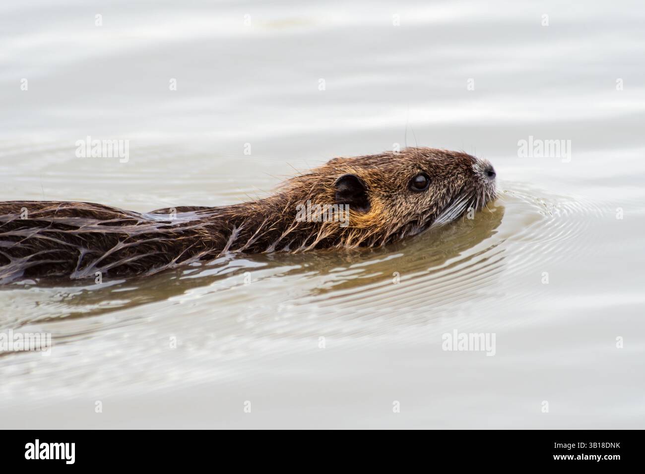 Ragondin (Myocastor coypus) swimming in the water, displaying its large ...