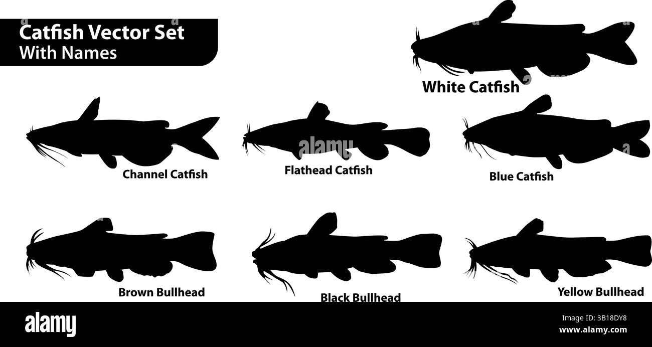 Catfish Silhouette Vector Set with Species Names Stock Vector Image ...