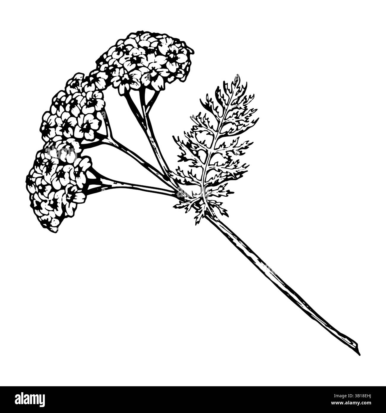 Vector illustration of a yarrow stem with delicate flowers and ...