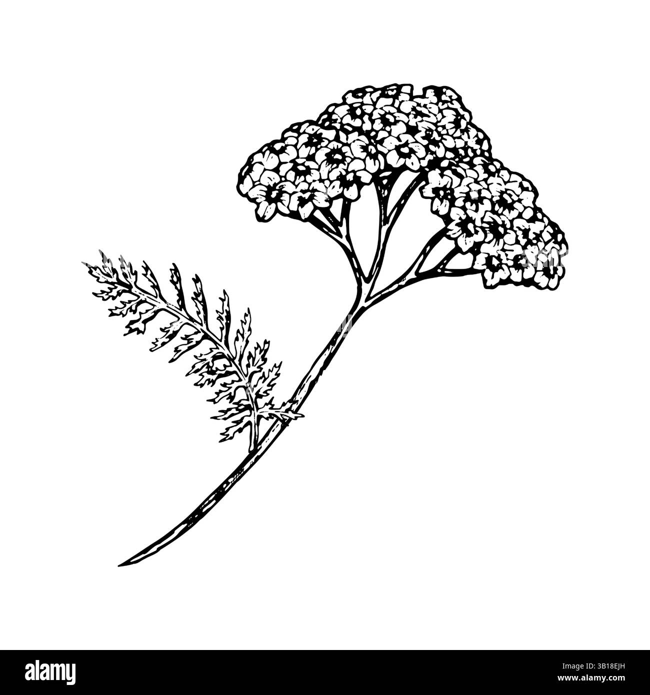 Vector illustration of a blooming yarrow plant with its distinctive ...