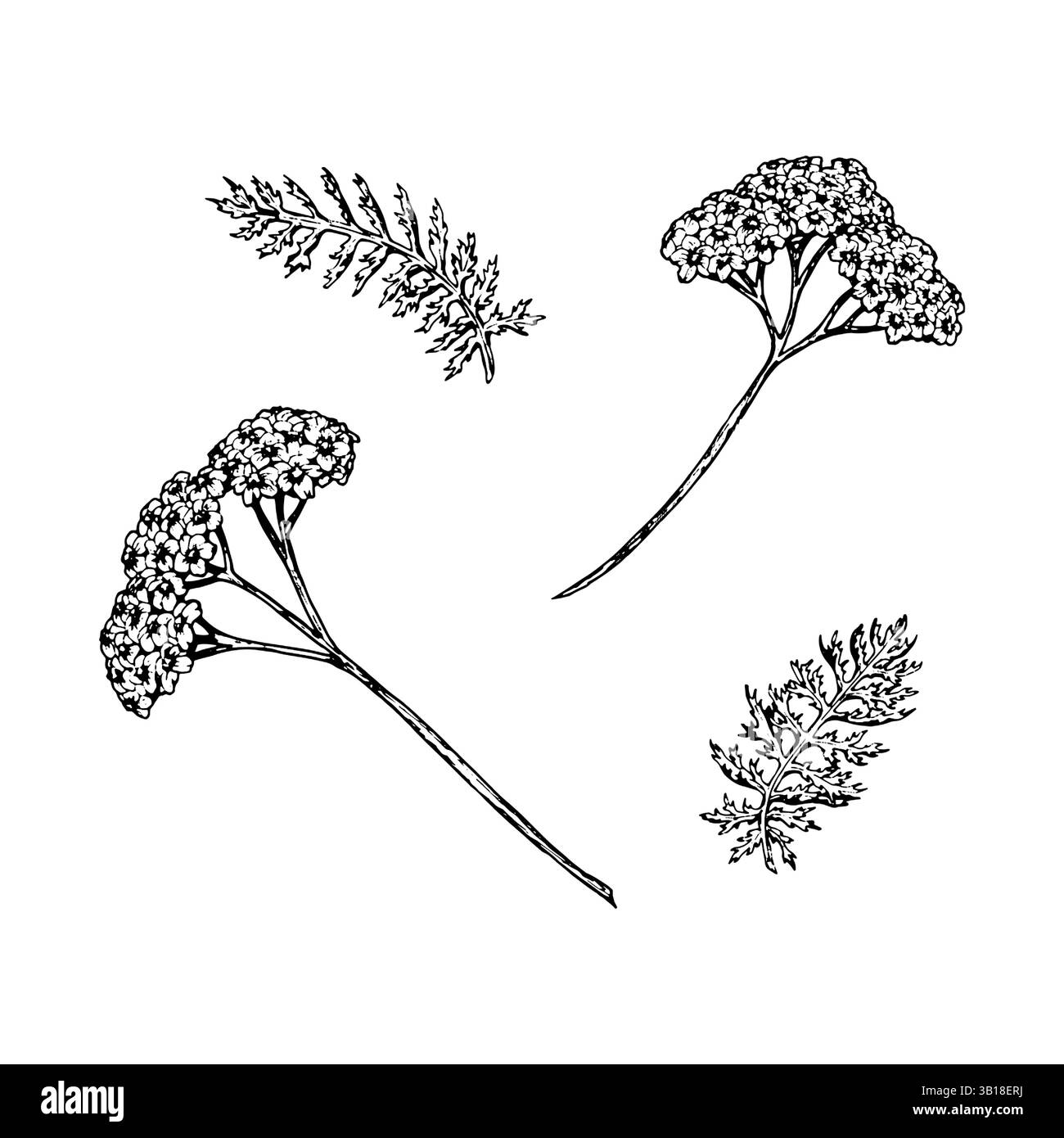Vector illustration set with hand-drawn yarrow flowers and leaves ...