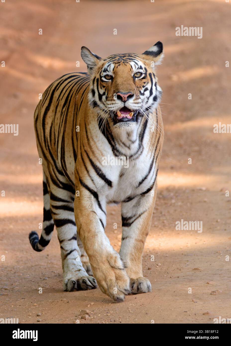 MV3 Tigress walking on a road in Kanha Tiger Reserve, Madhya Pradesh ...