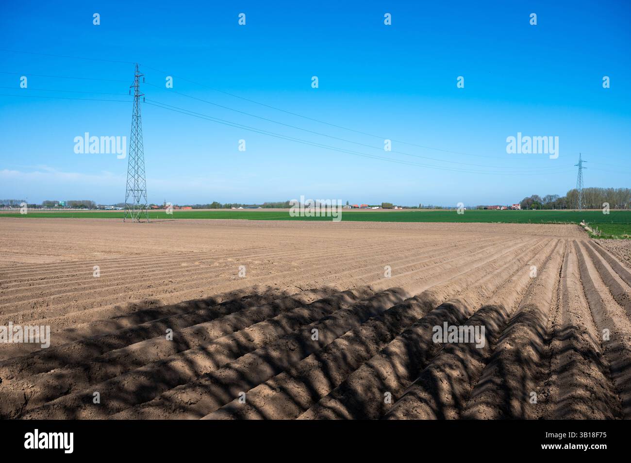 Cultivated potato fields at the Flemish countryside in Vlamertinge ...