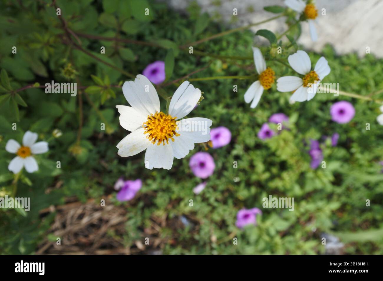 Pengemis hi-res stock photography and images - Alamy