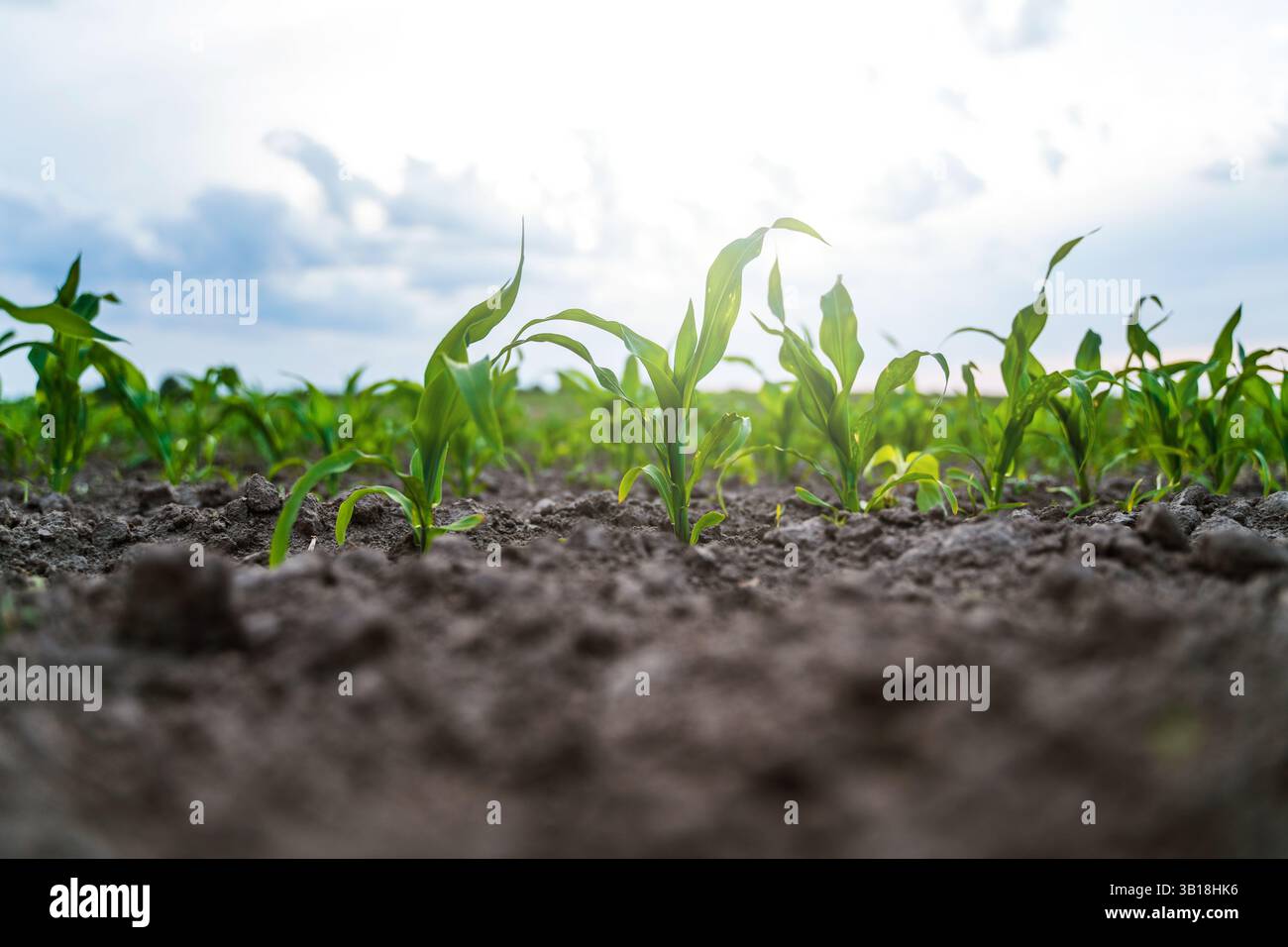 Rows sprouting maize in hi-res stock photography and images - Alamy