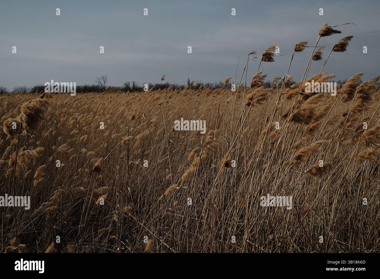A vast golden field of dry reeds sways under a cloudy sky, creating a ...