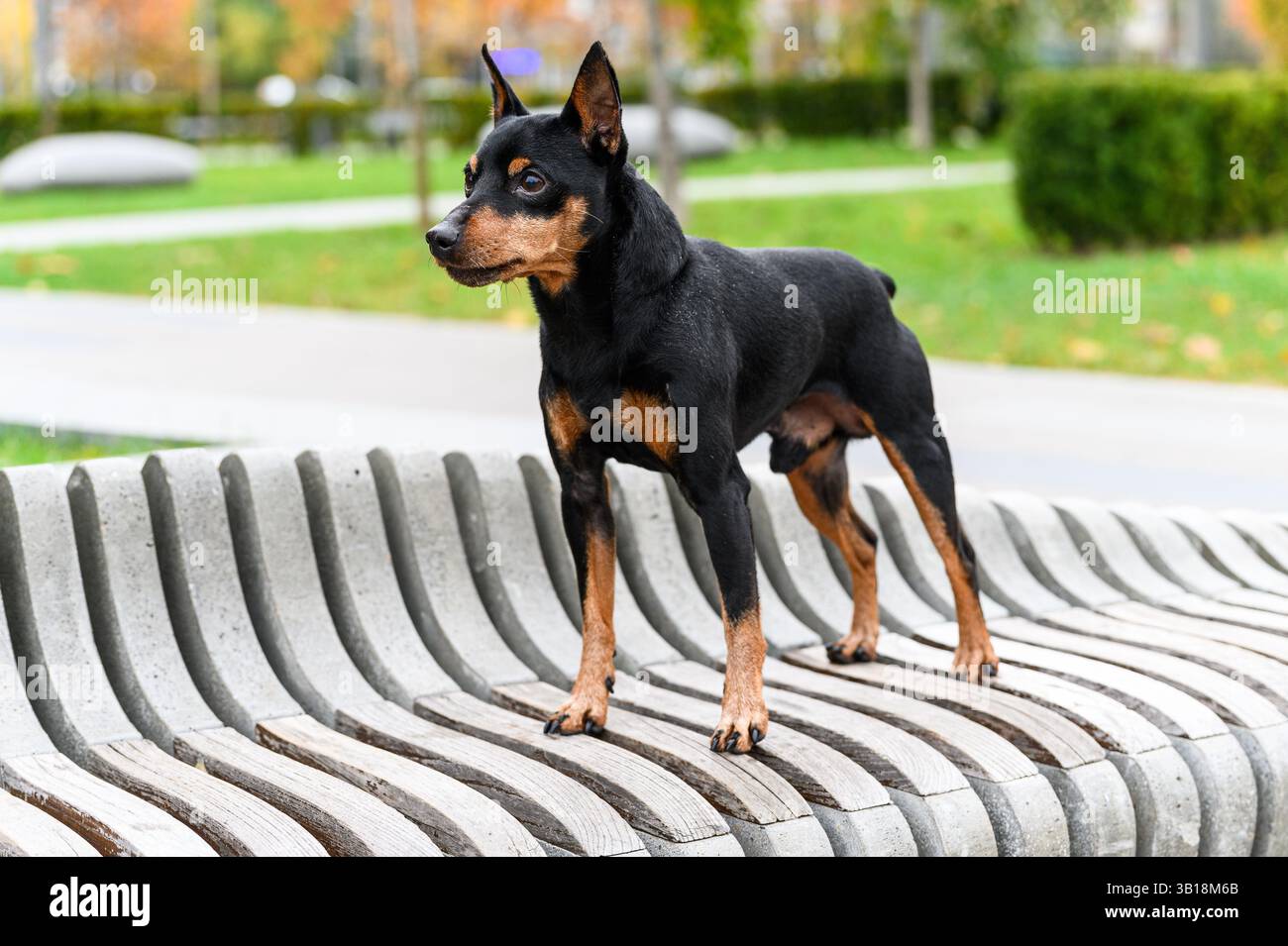 Black and tan miniature pinscher dog standing with alert posture on a ...