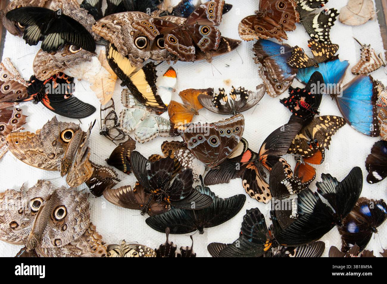 Inside the butterfly eden of the botanical garden of Rome (Italy Stock ...