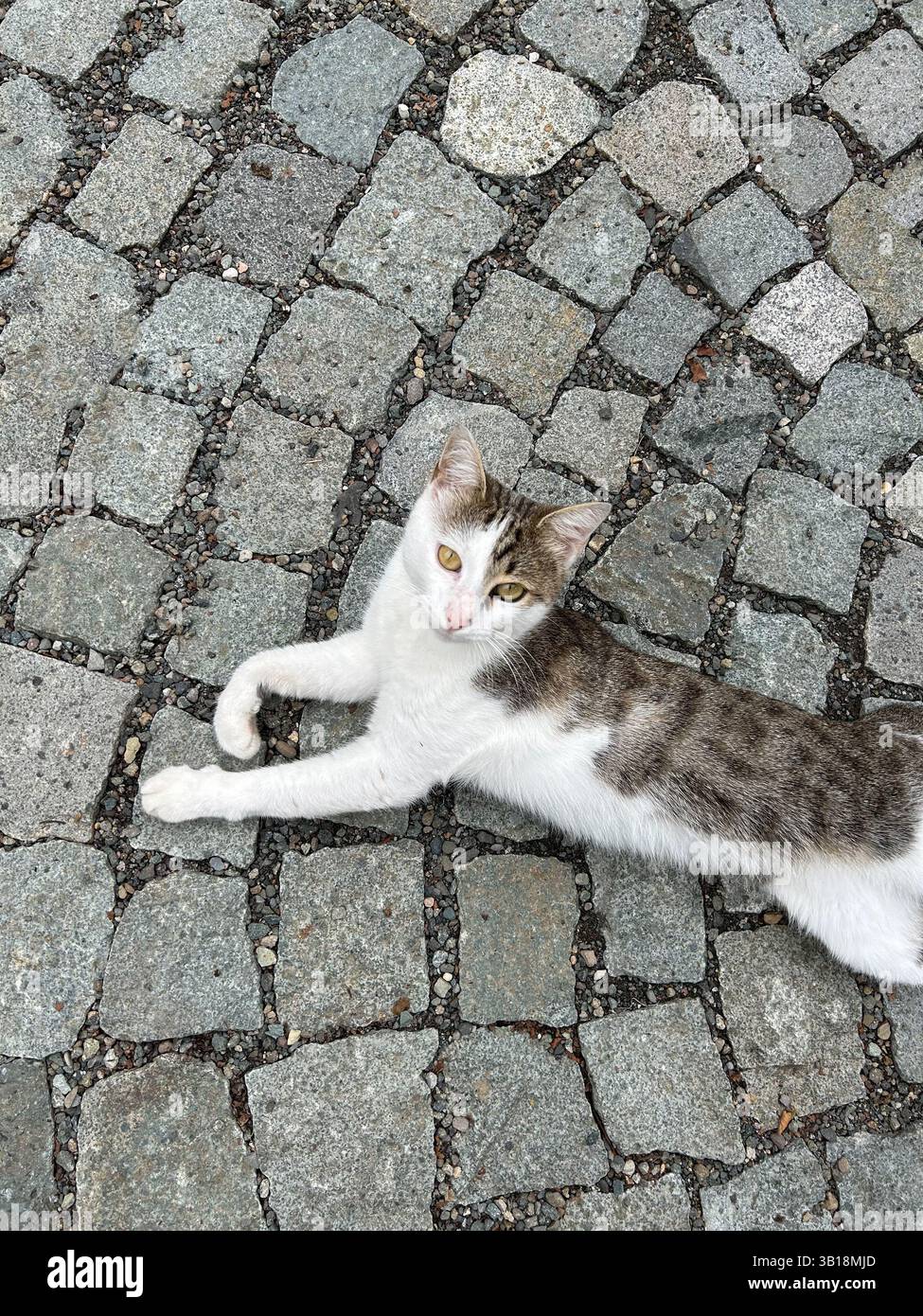 The image shows a white and brown tabby cat lying on its side on a ...