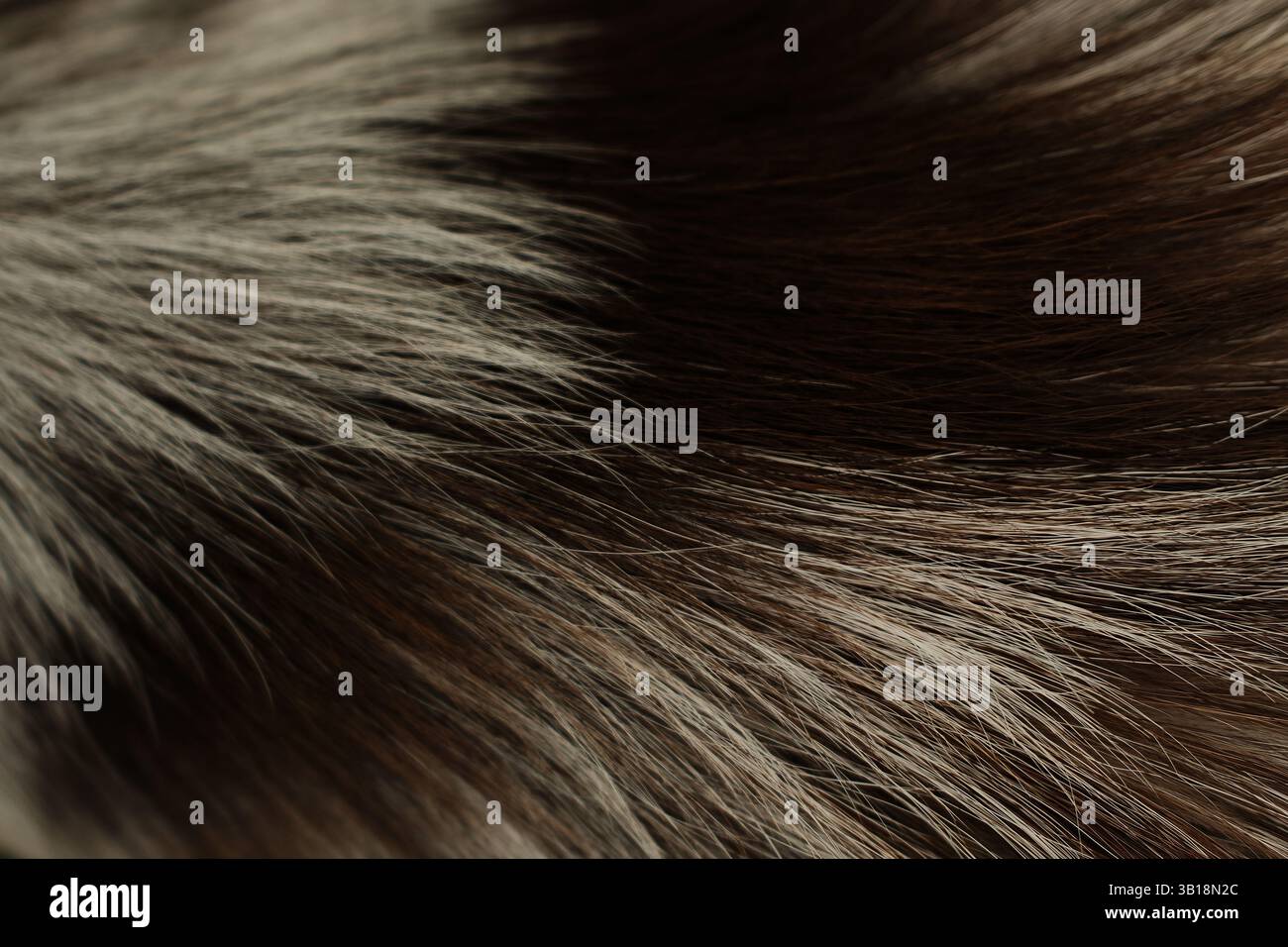 Dog fur showing fine texture and color gradient from white to dark ...