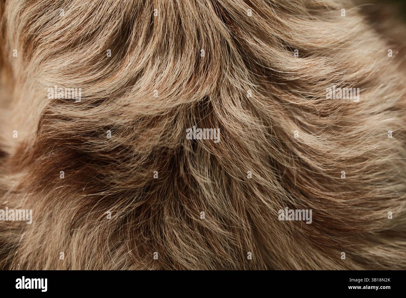 Dog fur showing fine texture and color gradient from white to dark ...
