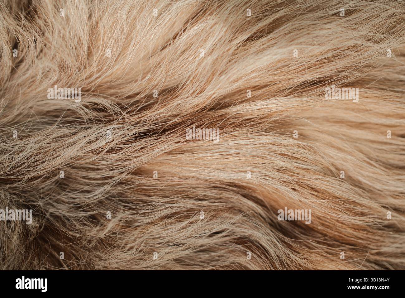 Dog fur showing fine texture and color gradient from white to dark ...